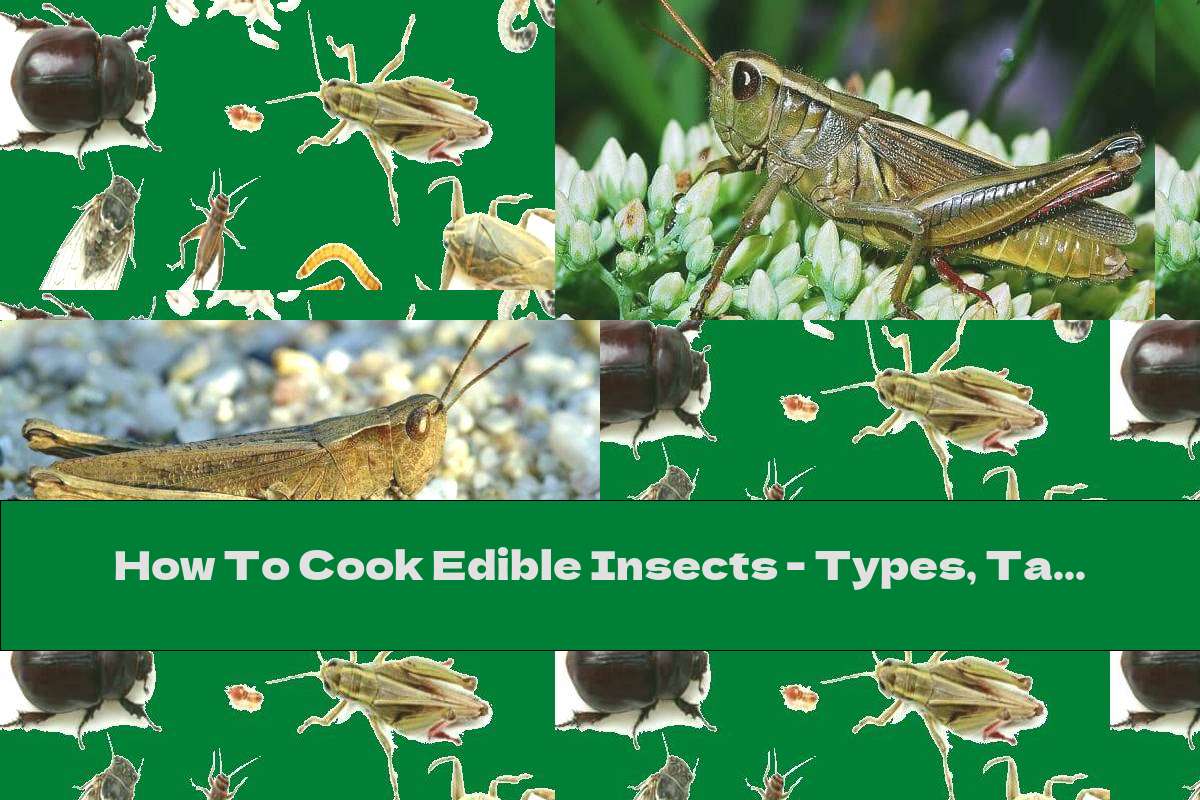 How To Cook Edible Insects - Types, Tastes And Health Benefits - Recipe ...