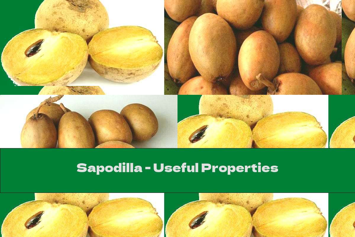 Sapodilla - Useful Properties - This Nutrition